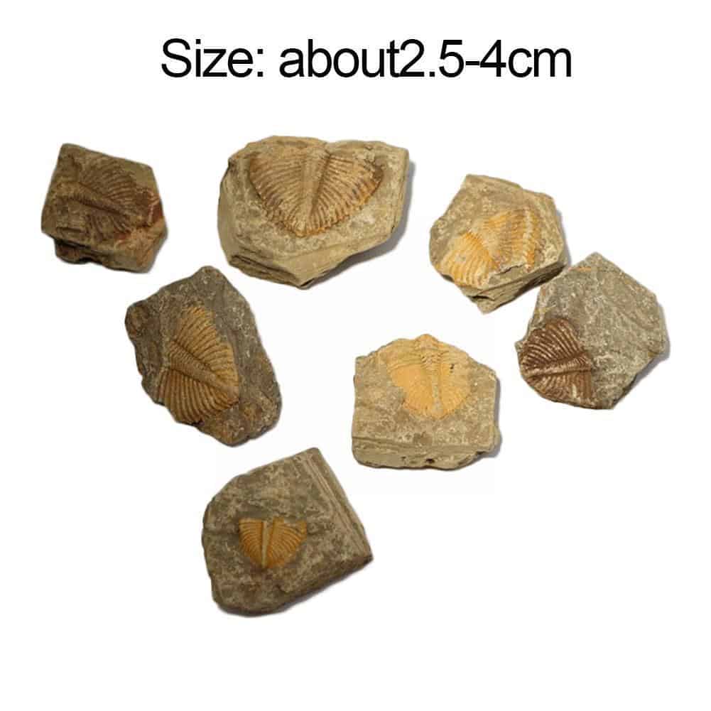 Natural Trilobite Fossil Stone - The Wacky Company